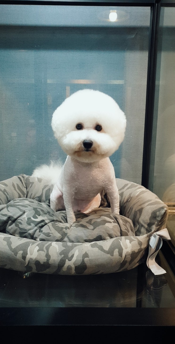 포항애견미용 전문샵 쿠치올로에서 비숑 하이바 가위컷했어요 엉킴주의 네이버 블로그