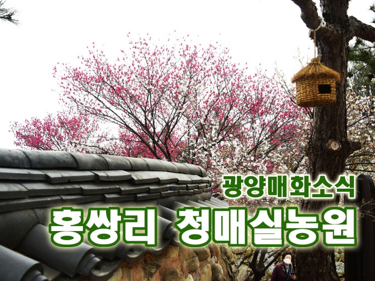 전남광양여행 광양매화축제홍쌍리 청매실농원 매화꽃이 전해주는 광양 봄소식광양매화개화정도 네이버 블로그