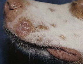 피부 사상균증 Dermatophytosis 태선 ringworm : 네이버 블로그