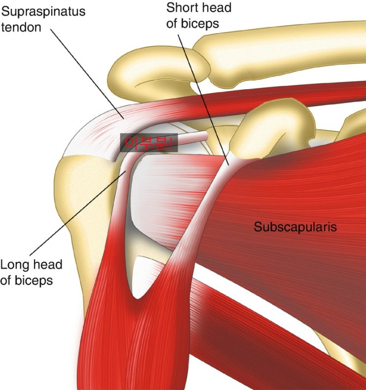 [근골격계 검사] 상완이두건염(LHBT)과 검사방법에 대해서 리플레이 연세와 ARABOAYO~! #신촌PT #신촌필라 : 네이버 블로그