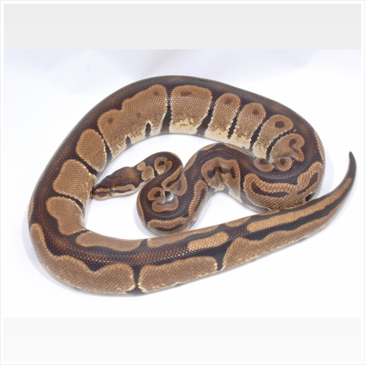알파인 볼파이톤(alpine ball python) : 네이버 블로그