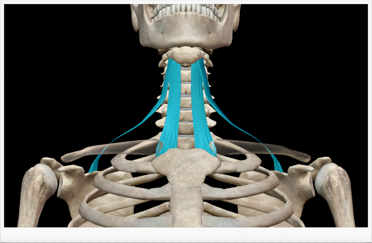 [해부학 - 근육학] 목뿔아래근육(infrahyoid muscle) : 얕은층(superficial layer) : 네이버 블로그