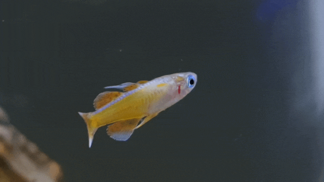 레드네온 블루아이 레인보우(Pseudomugil luminatus), 흔하지 않은 붉은색의 네온 : 네이버 블로그