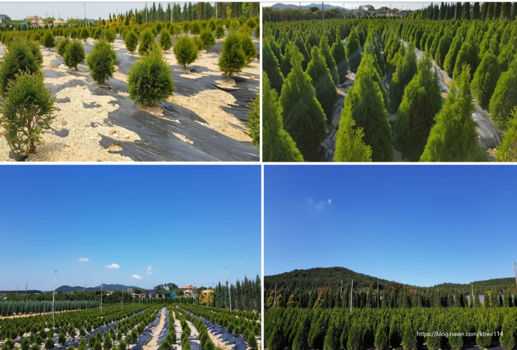 에메랄드그린 - 고흥 조경수 추천 : 네이버 블로그