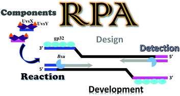 Recombinase Polymerase Amplification, RPA : PCR을 대체할 등온증폭 기술 : 네이버 블로그