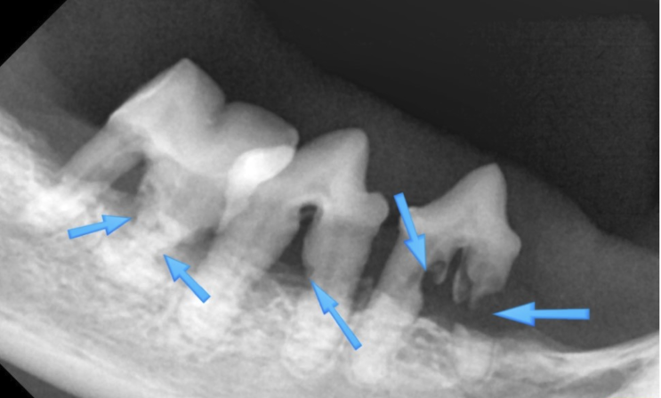 치과전문동물병원 / 고양이 치아흡수성병변(FORL)에 대해 알려드려요 ! : 네이버 블로그