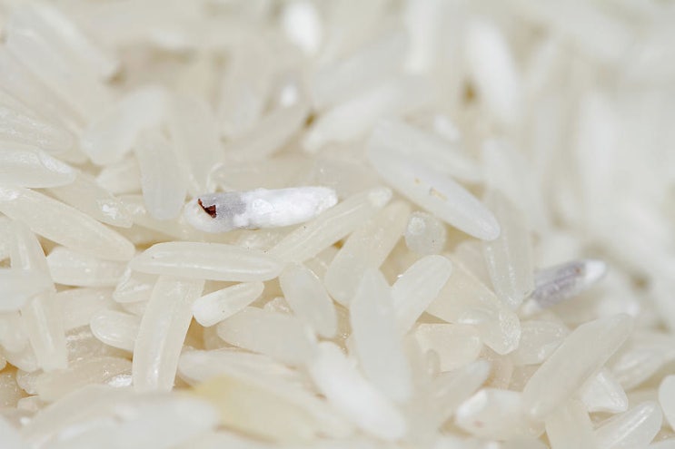 쌀바구미가 생겼다면 !! 어떻게 대처해야할까요 ?? get rid of rice weevils : 네이버 블로그