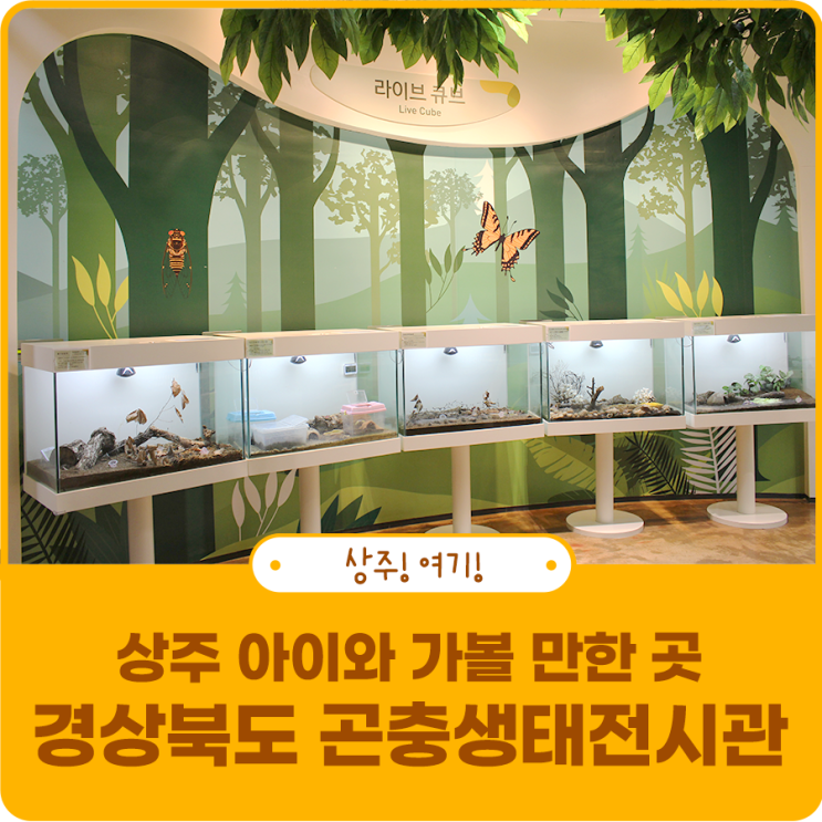 상주 아이와 가볼 만한 곳 경상북도 곤충생태전시관 경북 상주시 아이와 함께 체험학습 곤충 전시관 생태원 네이버 블로그