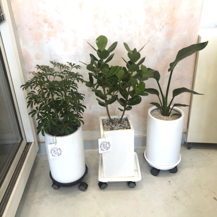 부산 개업화분and 부산 인테리어화분 깔끔한디자인 자뎅드로리에 네이버 블로그