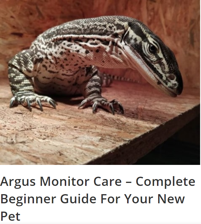 알거스모니터 키우기 ! (Argus monitor care sheet) : 네이버 블로그