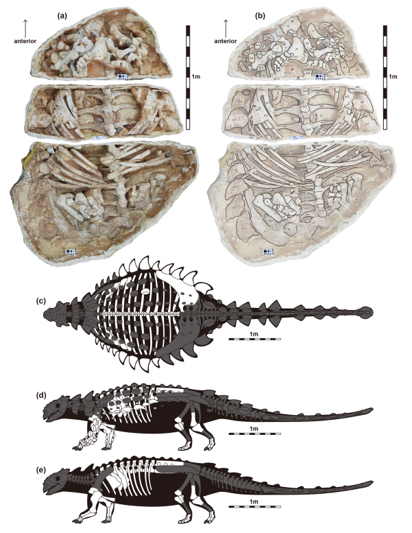 몽골의 한 안킬로사우루스과 골격 : 네이버 블로그