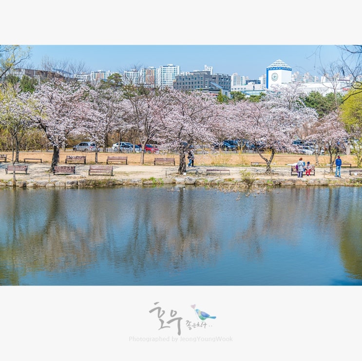 오산 벚꽃 서울근교수목원 오산물향기수목원 오산천 오산죽미령평화공원 오산맑음터공원 외 네이버 블로그