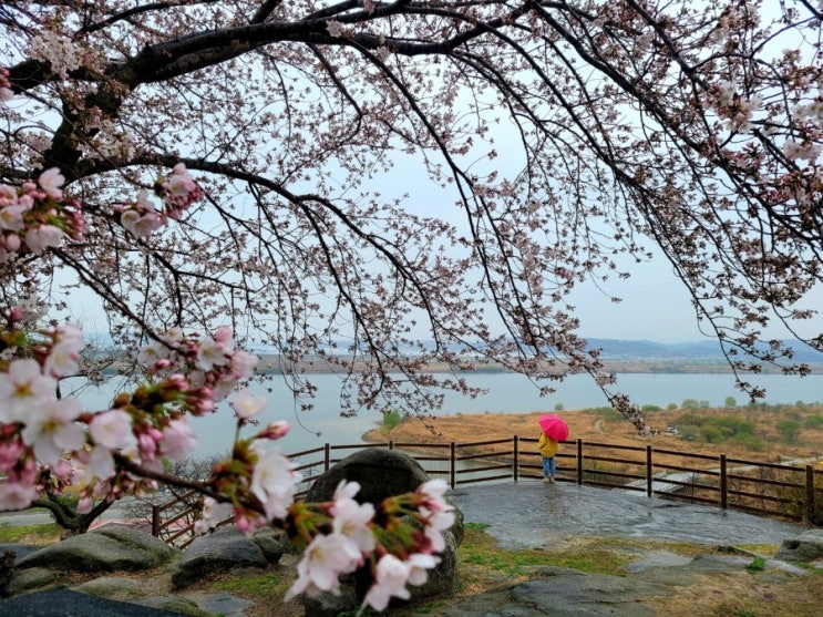 3월여행 논산여행 비오는 봄맞이 외출 우중벚꽃강경근대문화거리옥녀봉강경성지성당미내다리관촉사탑정호개태사탑정호수변