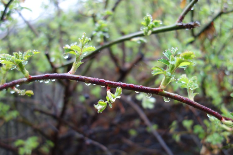 봄비내리는 날 : 네이버 블로그