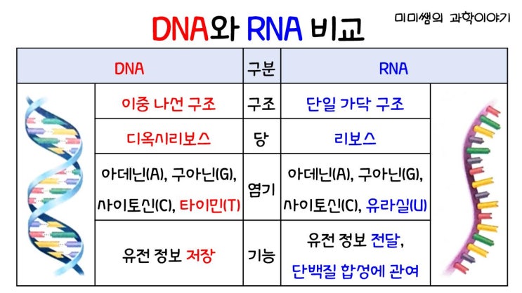 수업계획 생명체 구성 물질의 형성 사람을 구성하는 물질 단백질 핵산dna Rna 네이버 블로그