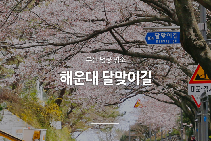 부산 벚꽃 명소 해운대 달맞이길 꽃터널 지금이야 네이버 블로그