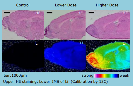 [Bruker MALDI TOF/TOF] Intact 단백질 시각화- MALDI rapifleX를 이용한 마우스 뇌의 신경 ...