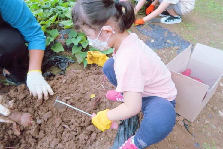 파주 애플러스팜 미니사과따기 체험농장 알차요 네이버 블로그