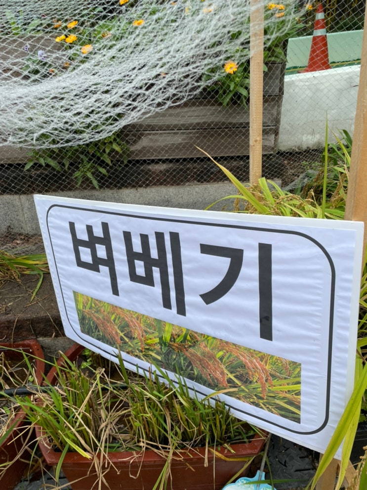 추수 한마당(벼 베기 부터 인절미까지) : 네이버 블로그