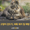 고양이 진드기 벼룩 외부 기생충 제거 방법과 예방법 네이버 블로그