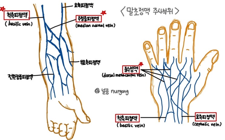 기본간호학실습 정맥주사iv 네이버 블로그