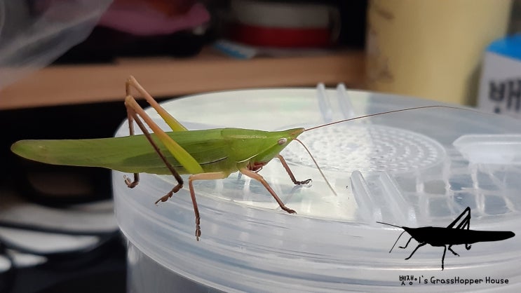 좀매부리 (Euconocephalus nasutus)를 소개합니다! : 네이버 블로그