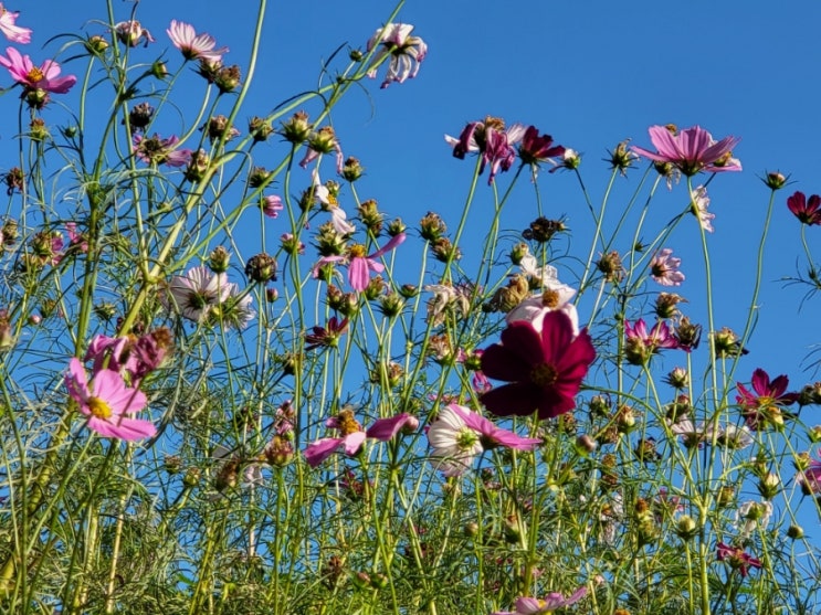 [틀리기쉬운 우리말]2편 습니다 vs 읍니다 그리고 음 vs 슴.. : 네이버 블로그