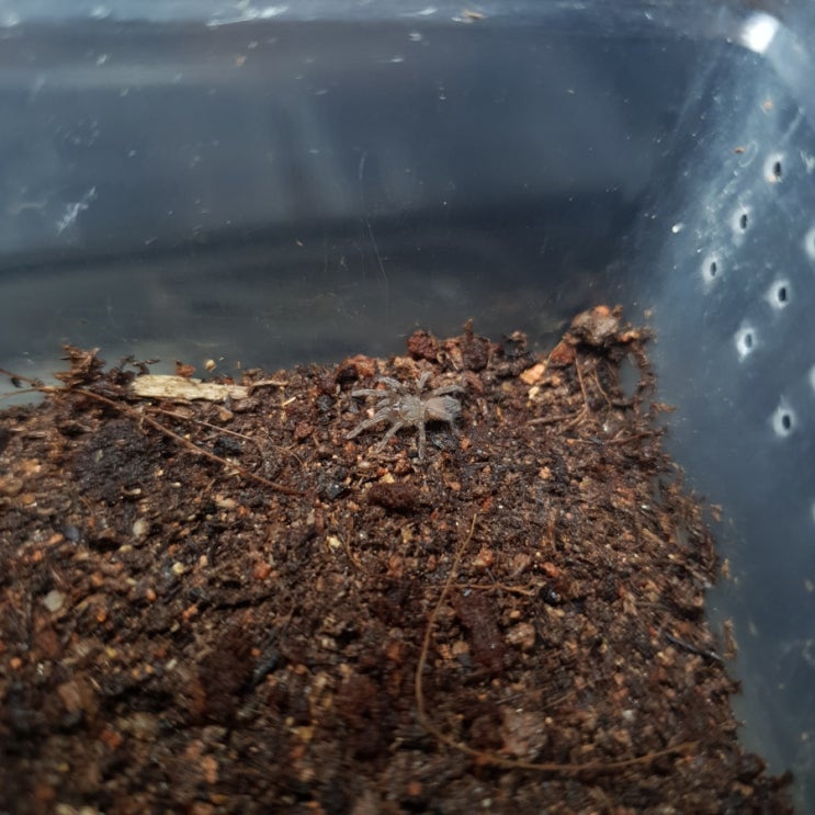 2021.10.10 김민철님 cyrtopholis sp montana 입양 : 네이버 블로그