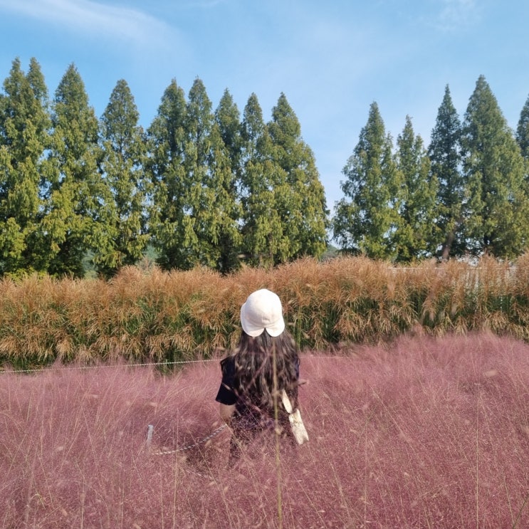 조치원 나들이 핑크뮬리 방랑싸롱 네이버 블로그