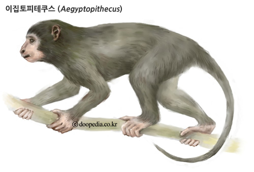 이집토피테쿠스 [ Aegyptopithecus ] : 네이버 블로그