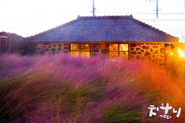 제주 동쪽 가볼만한곳, 하도리 맛집으로 하도핑크 : 네이버 블로그