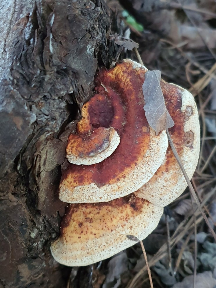 민뿌리버섯 Heterobasidion ecrustosum : 네이버 블로그