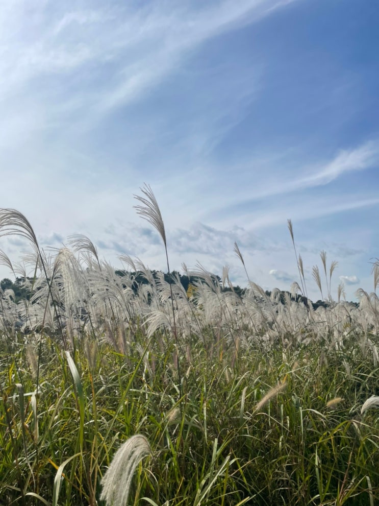 순천 여행) 순천만 국가정원 억새밭 구경 다녀왔어용 🌾 : 네이버 블로그