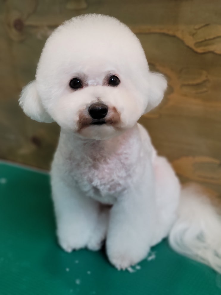 레이대연동강아지미용경성대강아지미용용호동강아지미용남천동강아지미용광안리강아지미용대연동강아지첫미용대연동비숑미용펫살롱호야