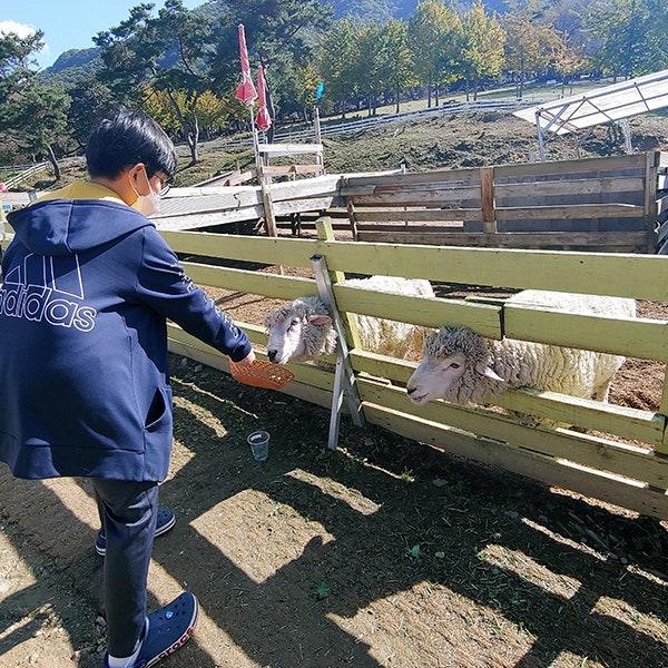 아이와 가볼만한 곳 목장체험이 좋은 해피초원목장으로 춘천여행~ 네이버 블로그