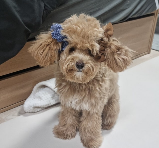 8개월말티푸 레오의 하루 산책하기 너무 좋은 날 : 네이버 블로그