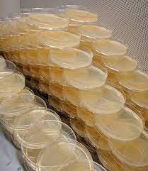 MRS Agar plate 쫀쫀하게 만드는법 : 네이버 블로그