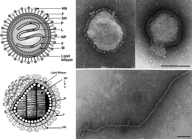 파라인플루엔자(Overview of human parainfluenza viruses) : 네이버 블로그