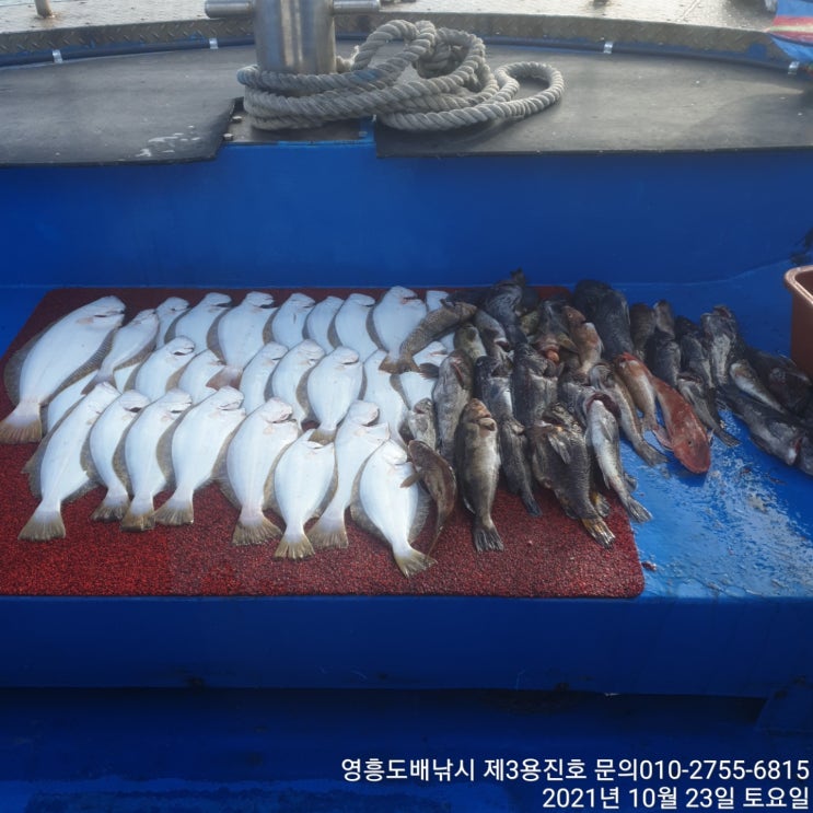 10월23일 영흥도배낚시 제3용진호 선단 (영진5호) 외수질낚시 조황 : 네이버 블로그