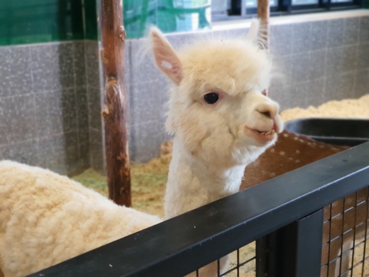 경주] 아이와 같이 가면 좋은 실내동물원, 와우Zoo : 네이버 블로그