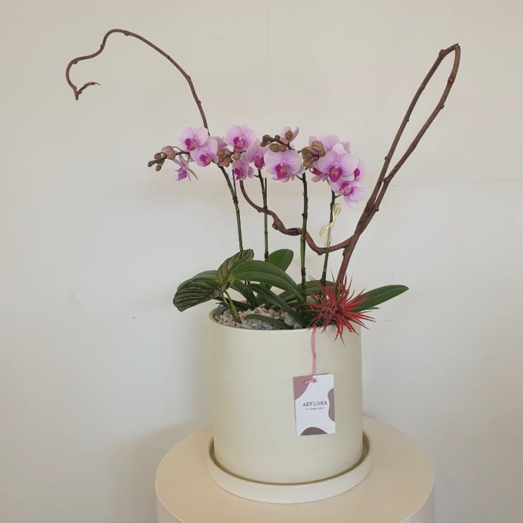 광주화분 광주서양난 서양난꽃말 광주환갑화분 광주승진화분 광주개업화분 전남대화분 신안동꽃집 애플로라 : 네이버 블로그