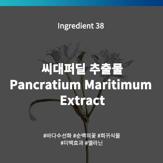 화장품 성분 씨대퍼딜 추출물 Pancratium Maritimum Extract 바다수선화 순백의꽃 희귀식물 미백