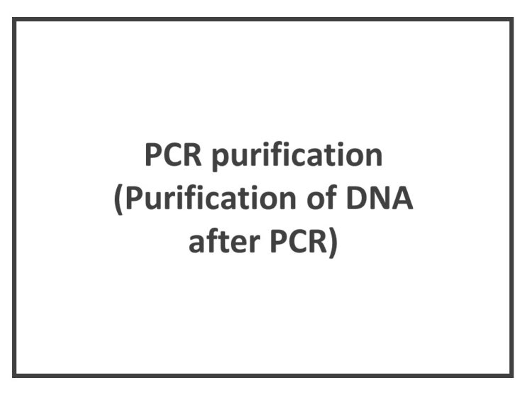 [생화학실험.분자유전학실험.유전공학실험] PCR purification (Purification of DNA after PCR ...