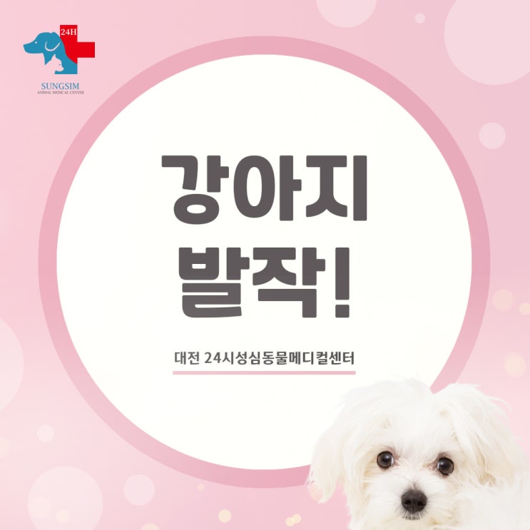 강아지 발작 원인과 증상 대처방법은 치료 수술에 대한 Tip 네이버 블로그