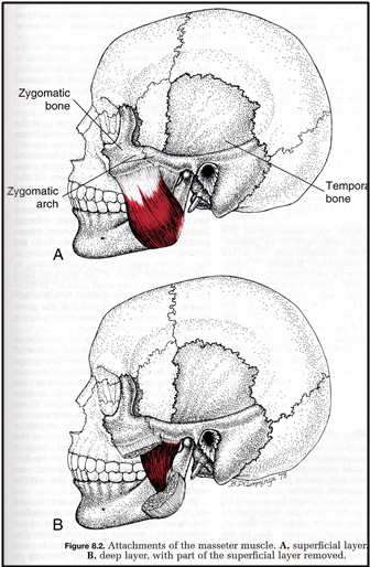 [근육학] 두경부근육 - 3. 교근(Masseter Muscle) - “The Trismus Muscle” : 네이버 블로그
