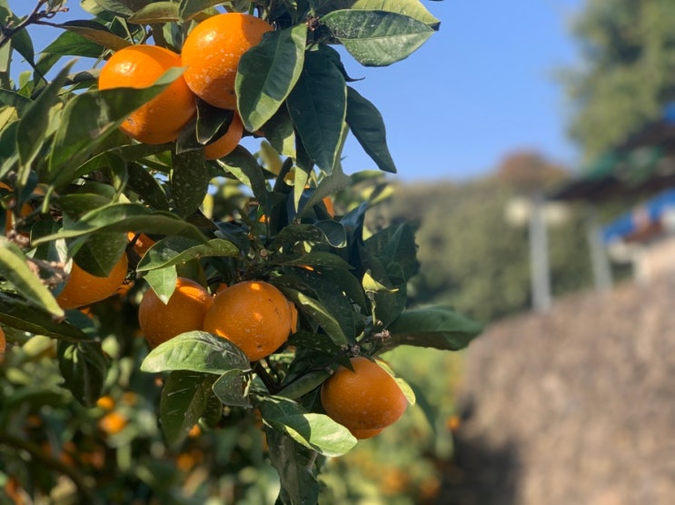 10박 11일 제주 농부로 살아보기, 감귤 따기 알바 : 네이버 블로그