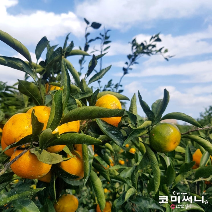 제주 감귤 체험농장서귀포 감귤 농장 우리농산물 제주 특산품 제주여행 선물 준비 제주 여행 5일차 코스 네이버 블로그