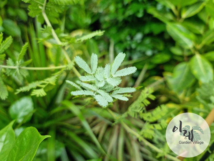 이레가든빌리지 아카시아 종류 : 네이버 블로그