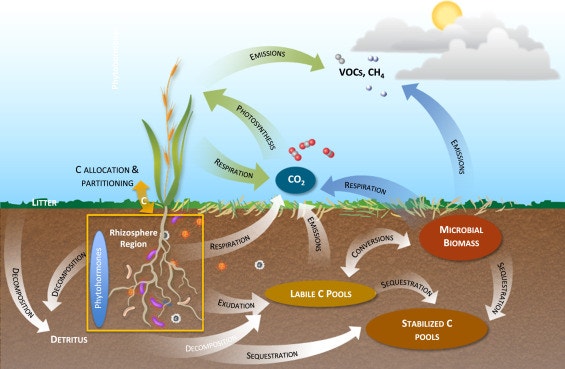Rhizosphere engineering : 지속 가능한 식물 생태계 생산성 향상 : 네이버 블로그