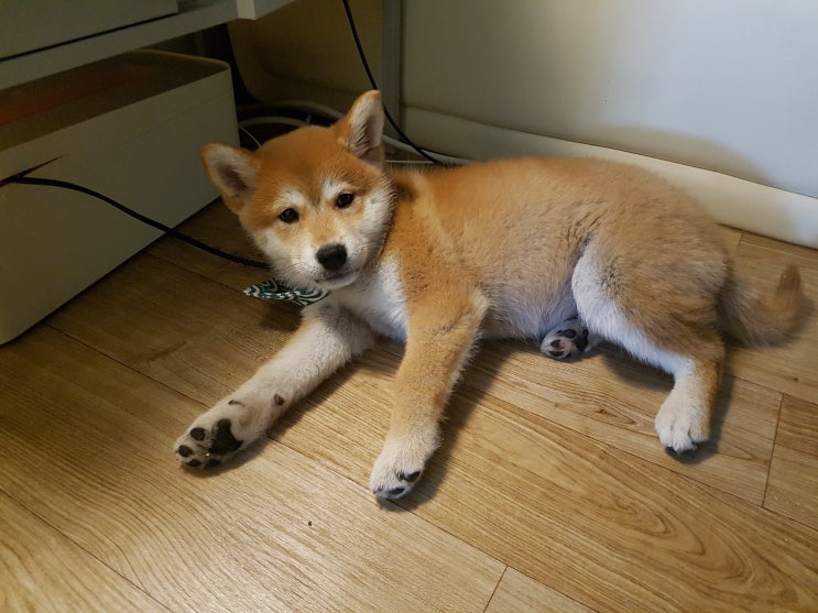 강아지 암, 원인은 무엇이고 검사는 어떻게 할까? : 네이버 블로그